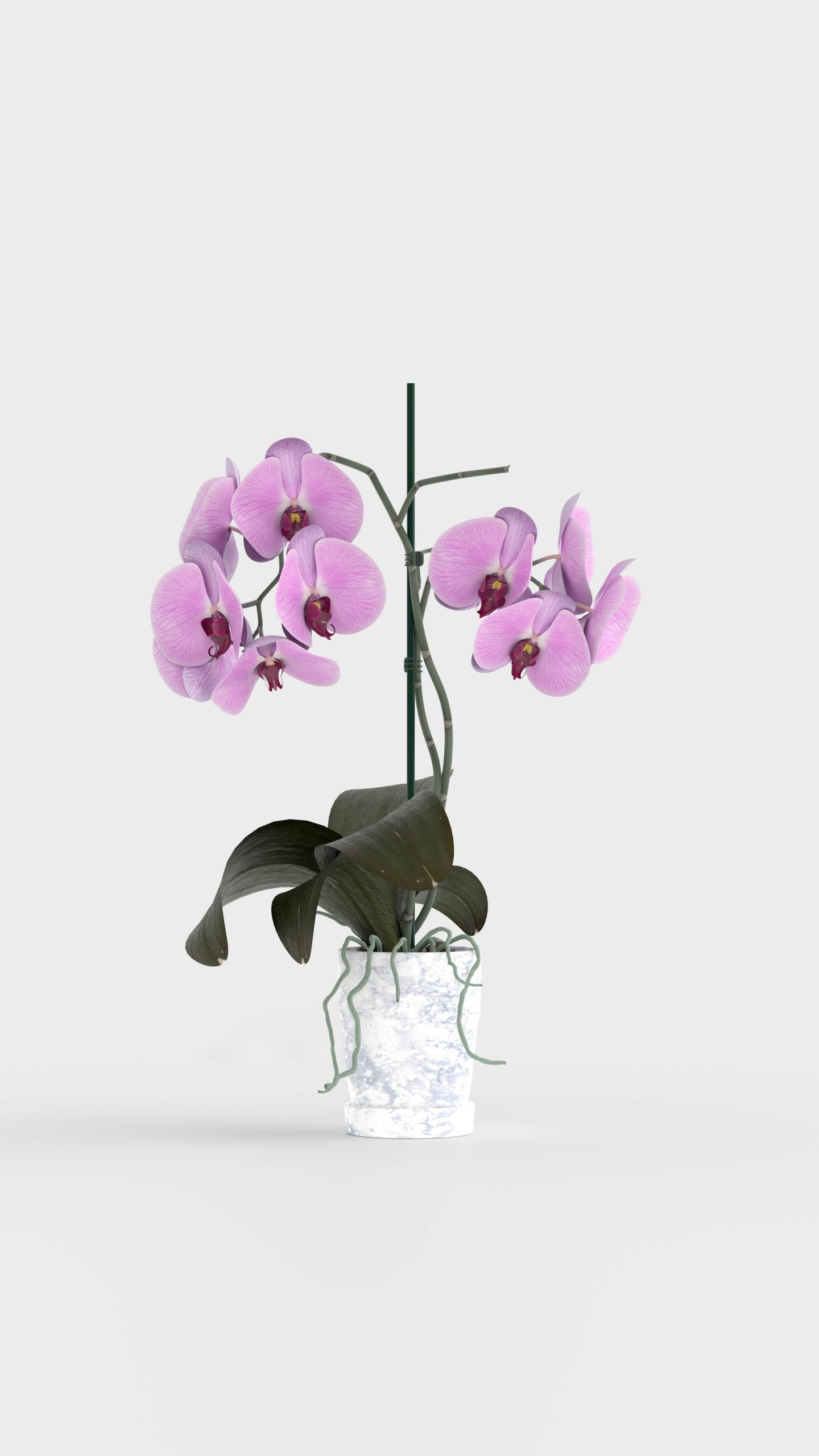 Stell av orkidé (Phalaenopsis) - Plantekroken